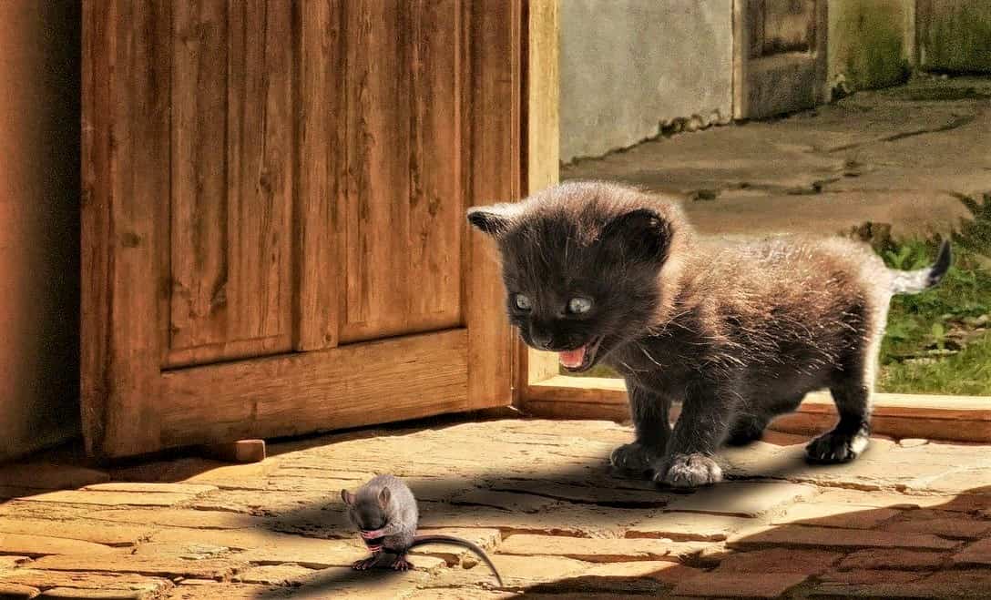 What Baby Animal Is A Whelp