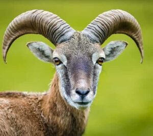 Goatman Bridge In Dentone Is The Nr 1 Ghost Site In Texas.