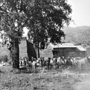 Goatman Bridge In Dentone Is The Nr 1 Ghost Site In Texas.